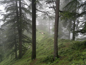 gallery :: Himalyan Paradise